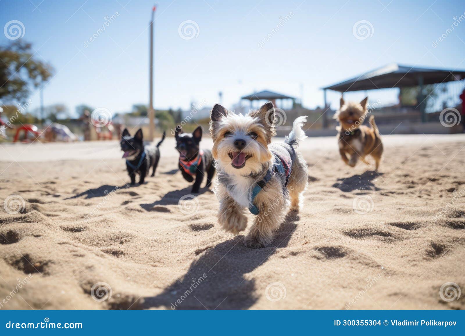 A Pack of Dogs Runs on the Sand in the Summer Stock Photo - Image of ...
