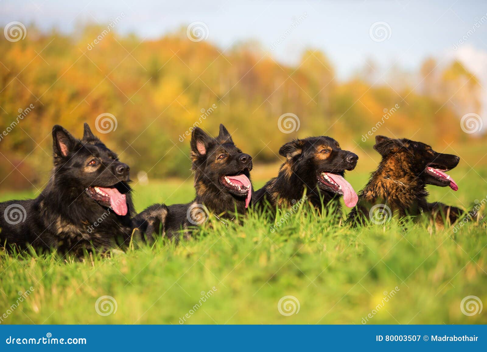 Pack of Dogs Sitting in a Row Stock Image - Image of portrait, meadow ...