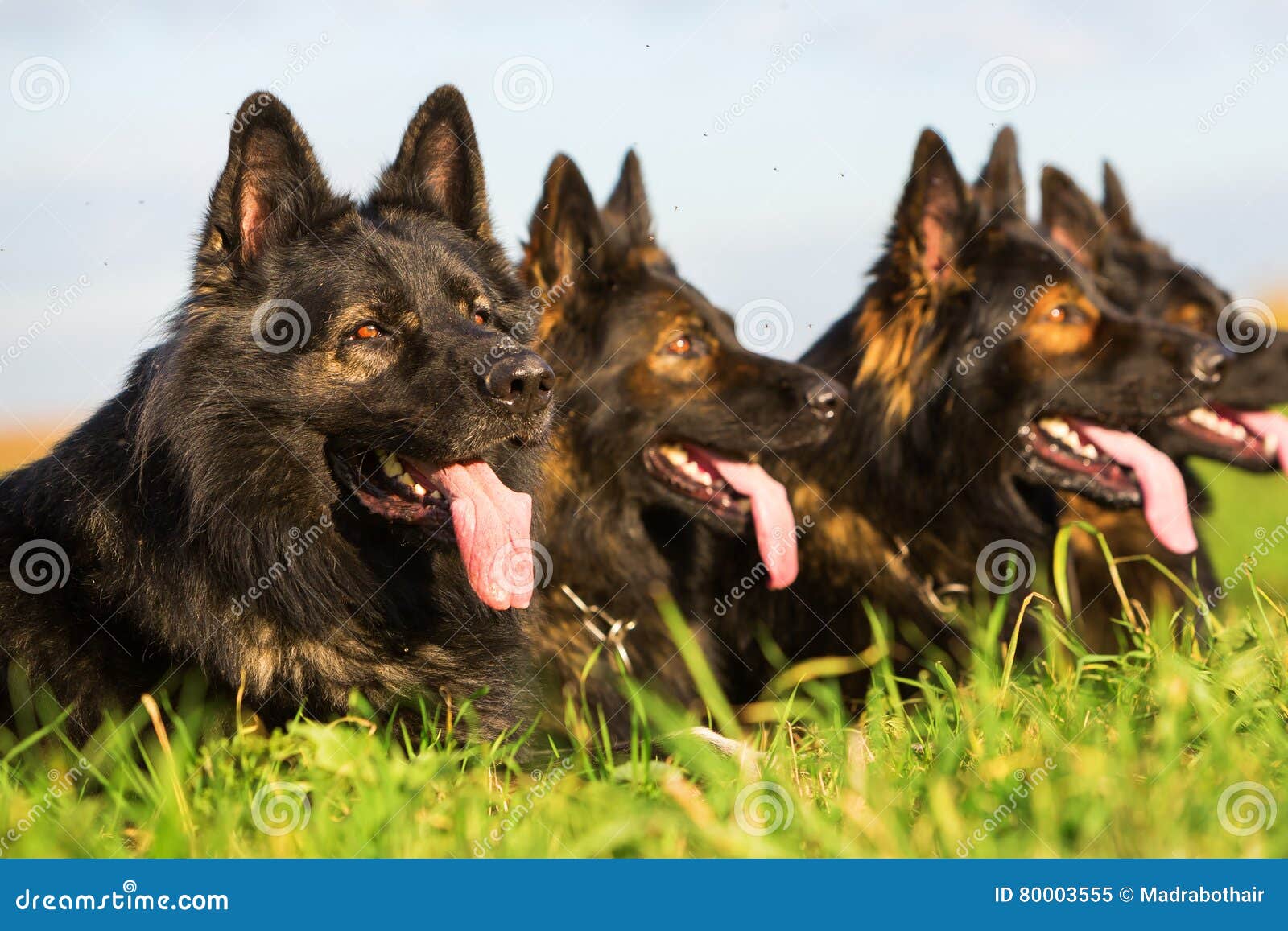 Pack of Dogs Sitting in a Row Stock Image - Image of grass, portrait ...