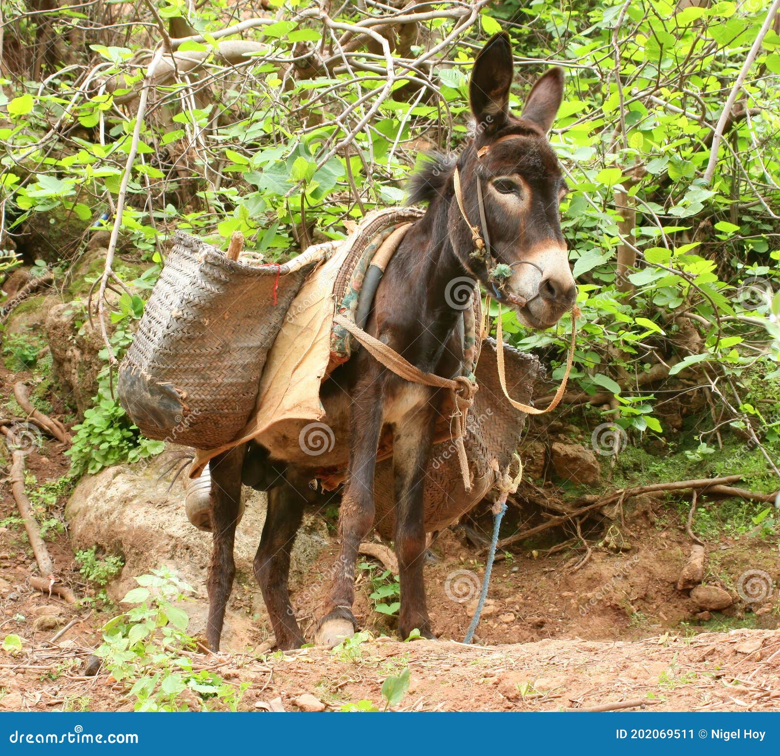 Pack Donkey Laden with Baskets Stock Image - Image of carrying ...