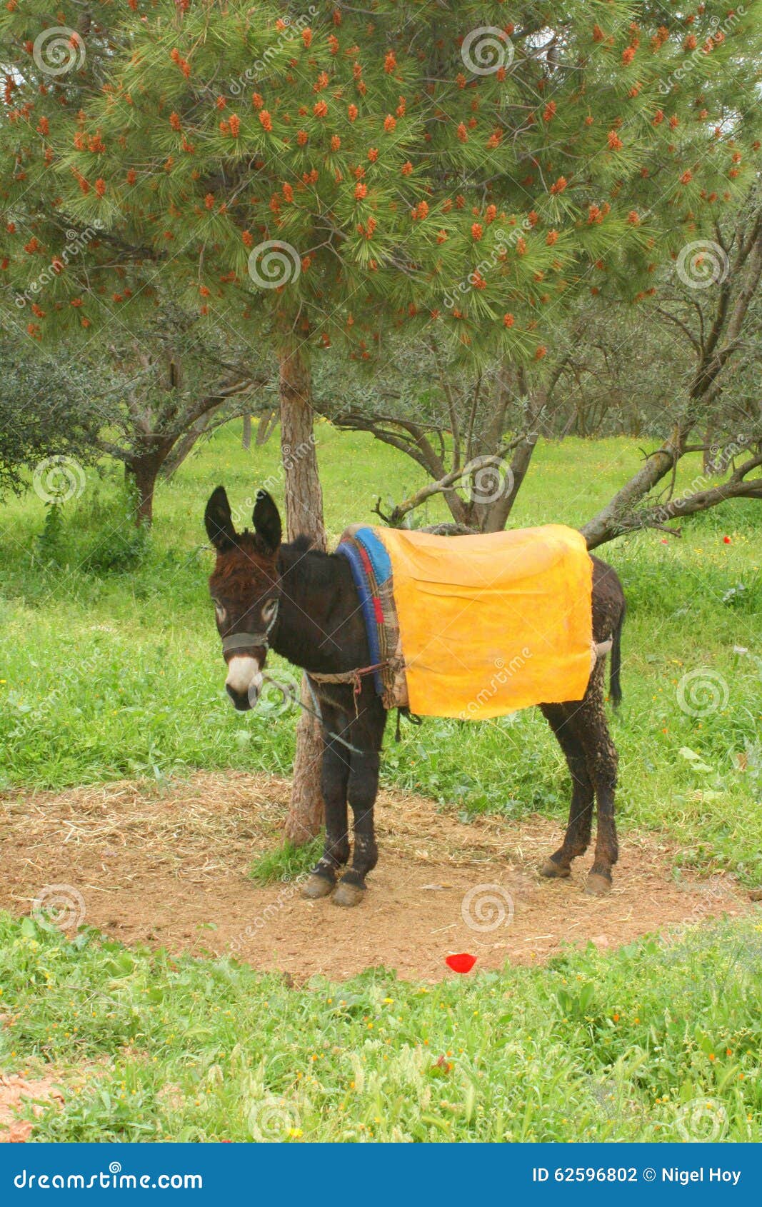 Pack donkey tied to tree stock photo. Image of donkey - 62596802