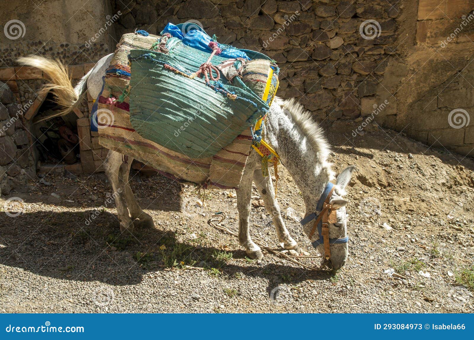 Pack Donkey with Saddle and Bag in Morocco Stock Image - Image of ...