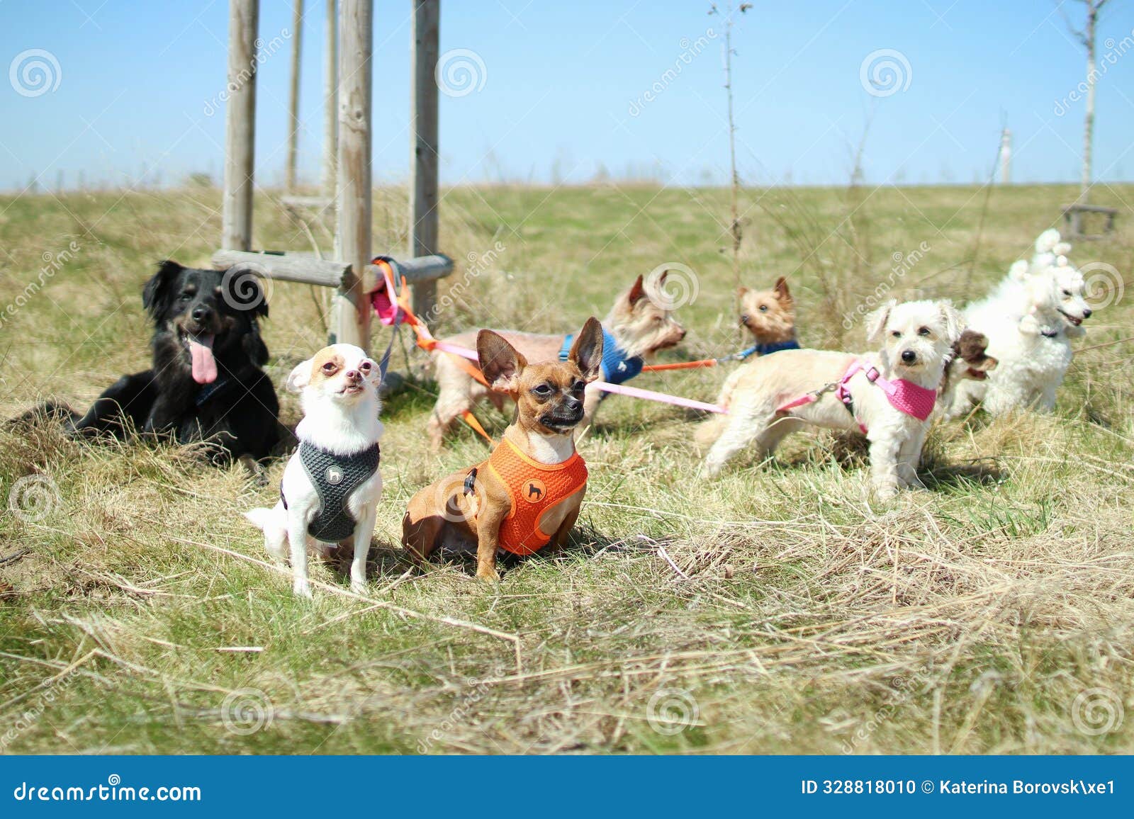 A Pack of Eight Friendly Dogs are Together on the Field Stock Photo ...