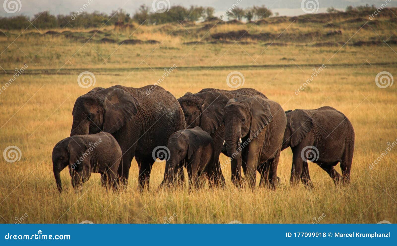 Pack of elephants stock photo. Image of yawn, panthera - 177099918
