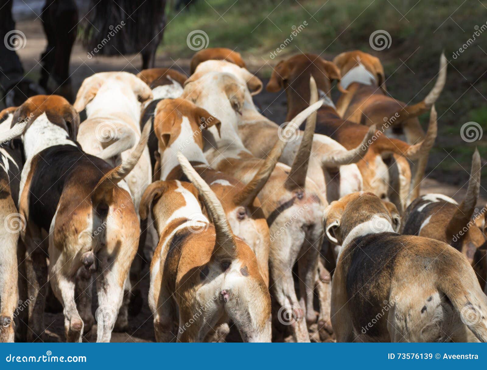Pack of English Pointer Hunting Dogs Stock Image - Image of english ...