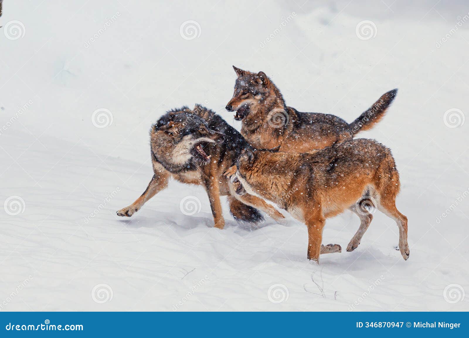 Pack, Eurasian Wolf (Canis Lupus Lupus) they Fight during Snowfall ...