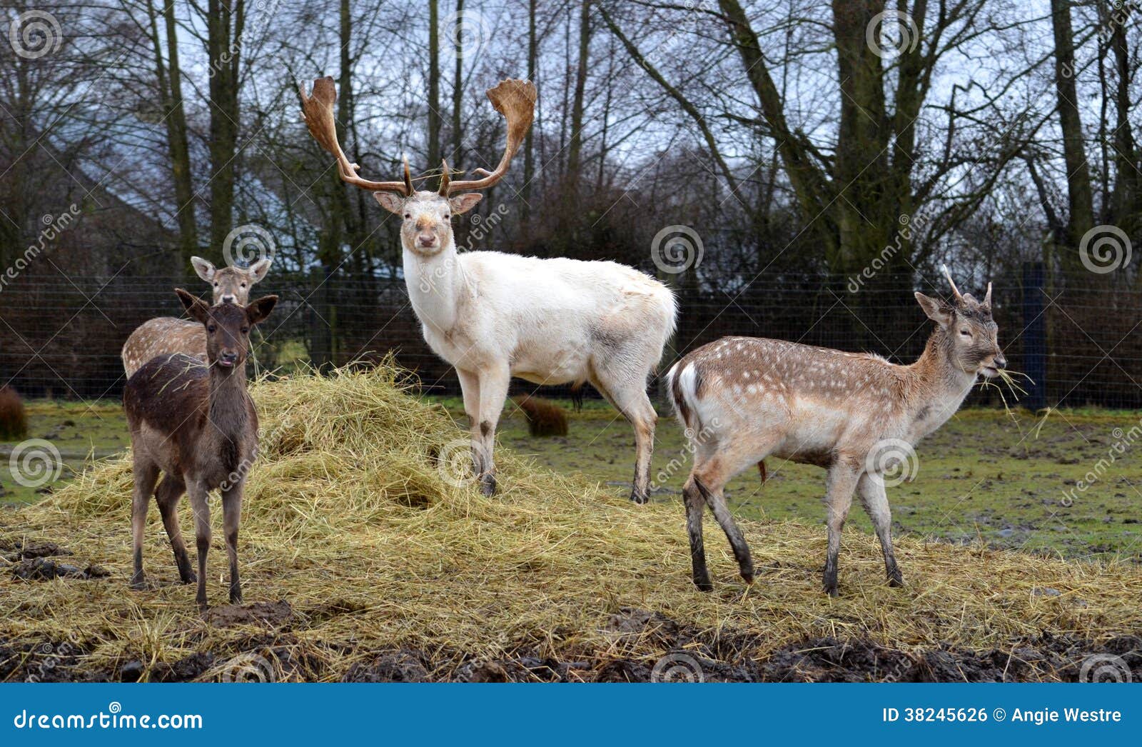Pack of feeding deer stock photo. Image of animal, fawn - 38245626