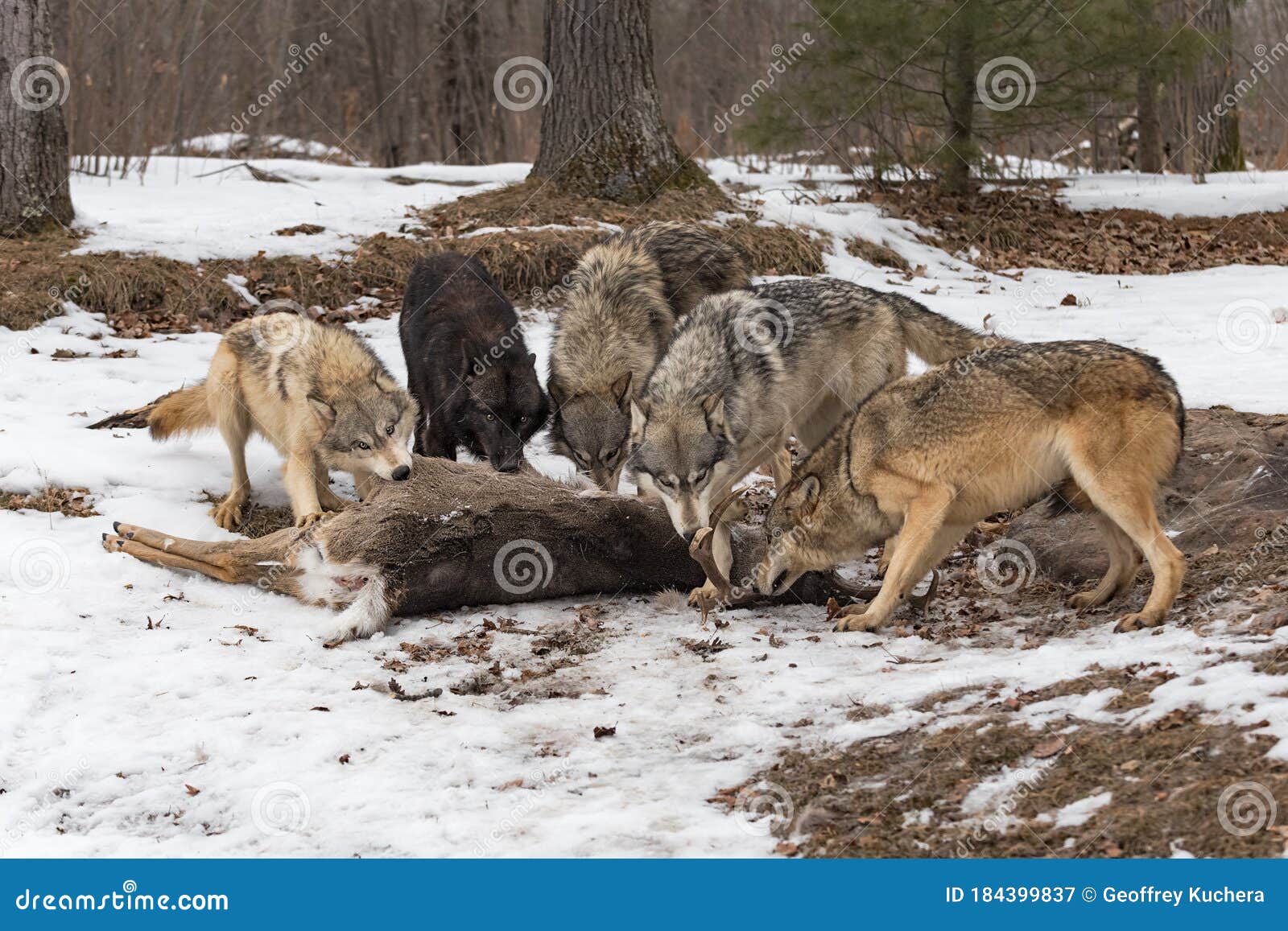 Pack of Five Grey Wolves Canis Lupus Examine and Pull at Deer Kill ...