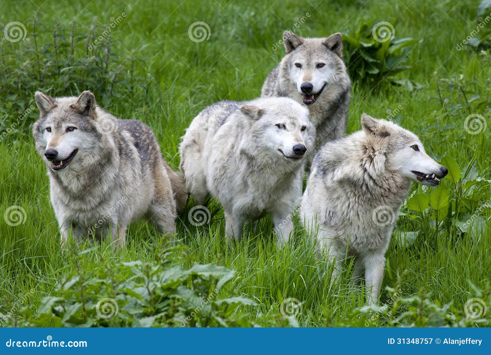 Pack of Four European Grey Wolves Stock Image - Image of nature, grey ...