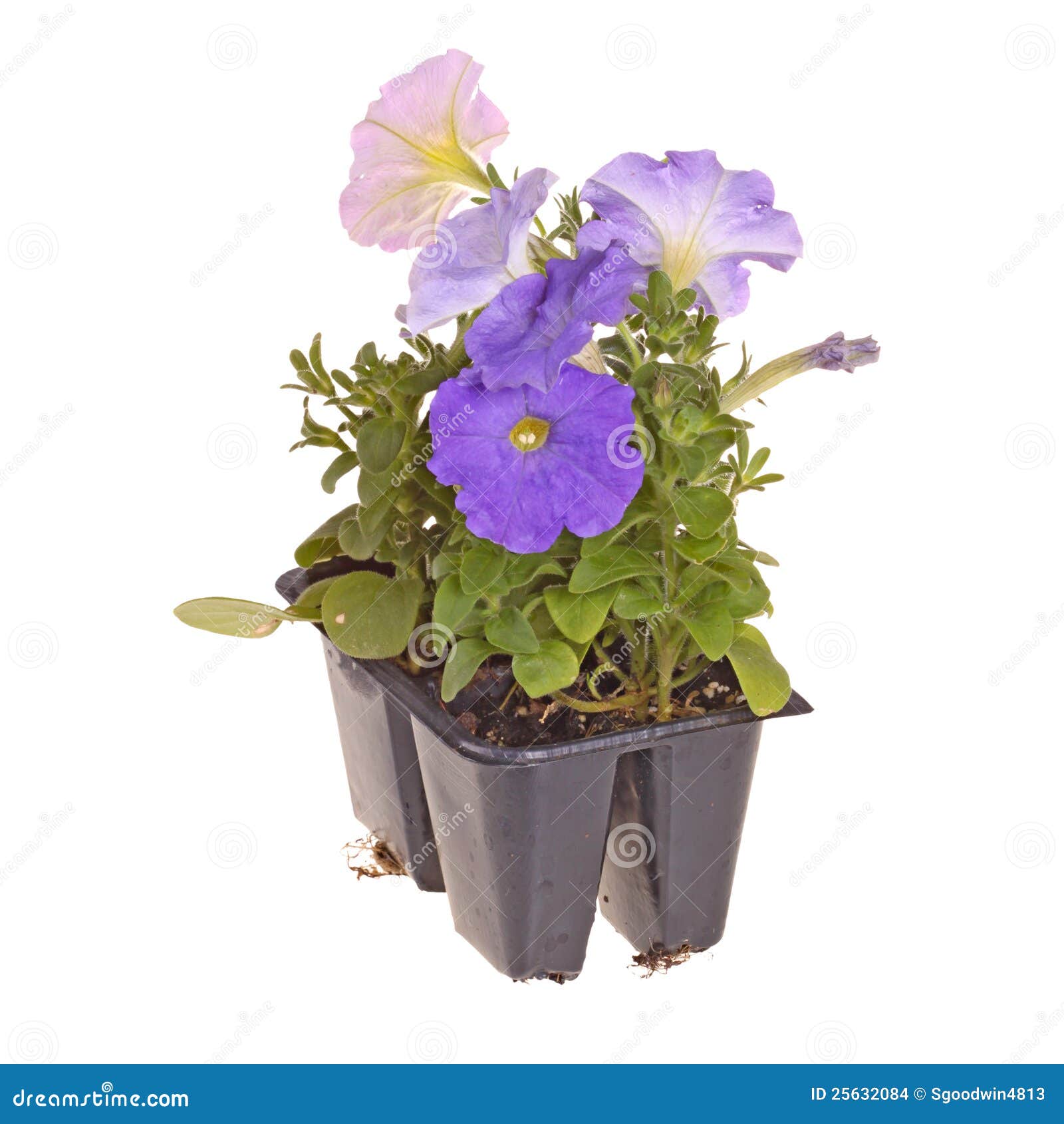 Pack of Four Petunia Seedlings for Transplanting Stock Photo - Image of ...