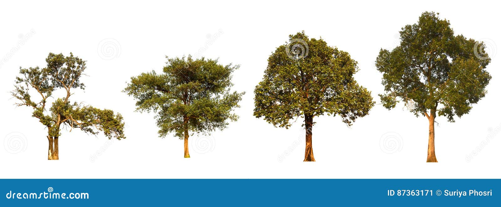 Four Tree Trunks. Stock Photography | CartoonDealer.com #214351670