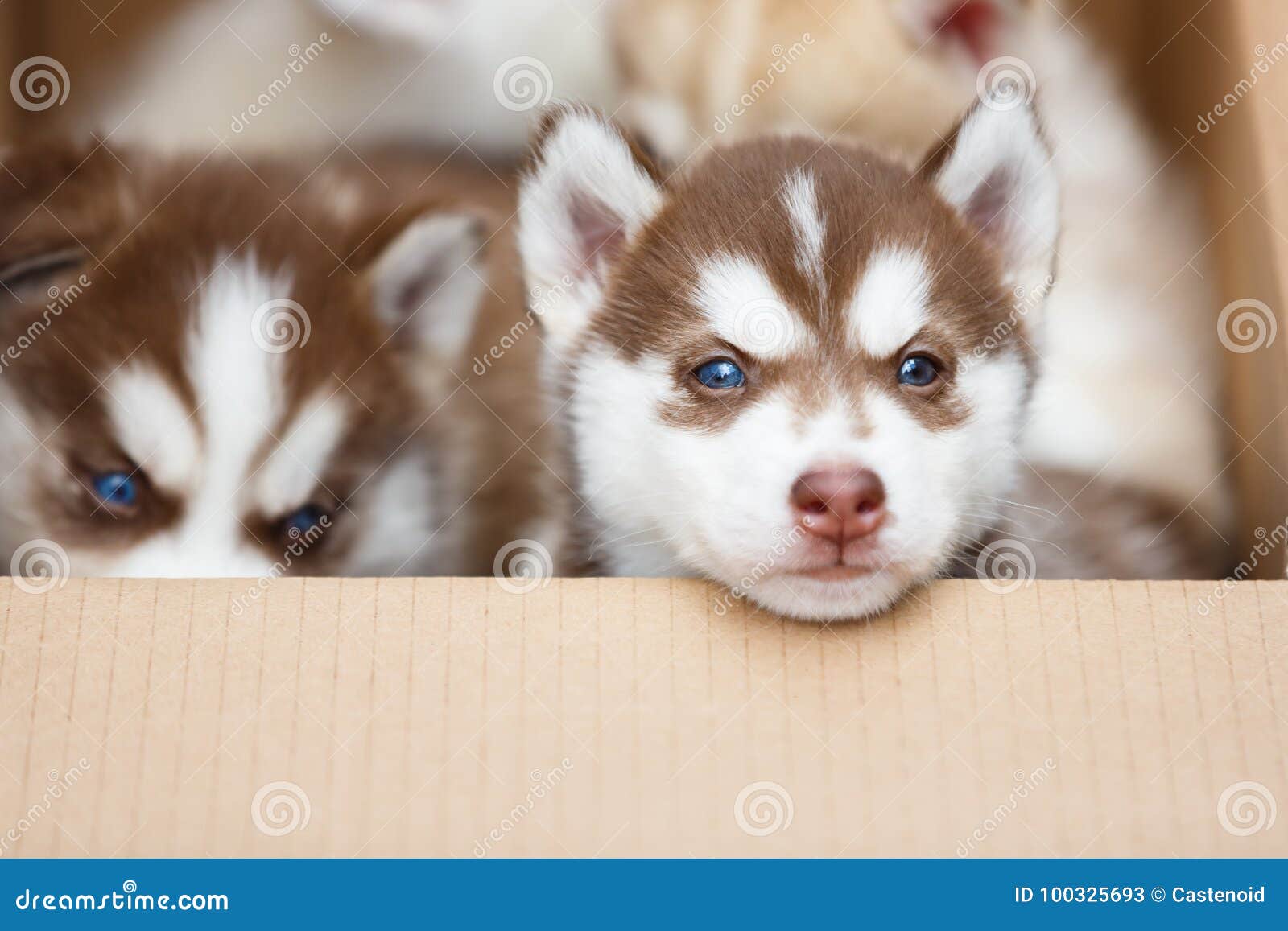 Puppies in a box stock image. Image of breed, outdoors - 100325693
