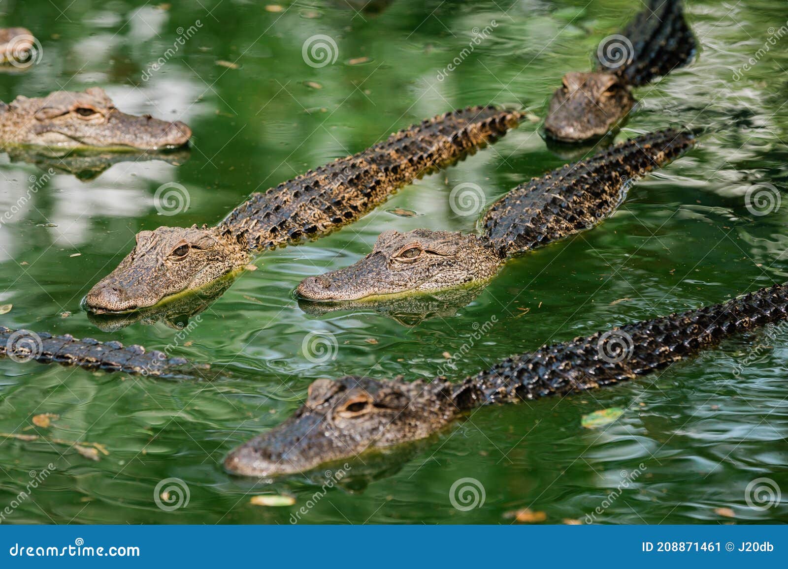 Pack of gators stock image. Image of pack, alligators - 208871461