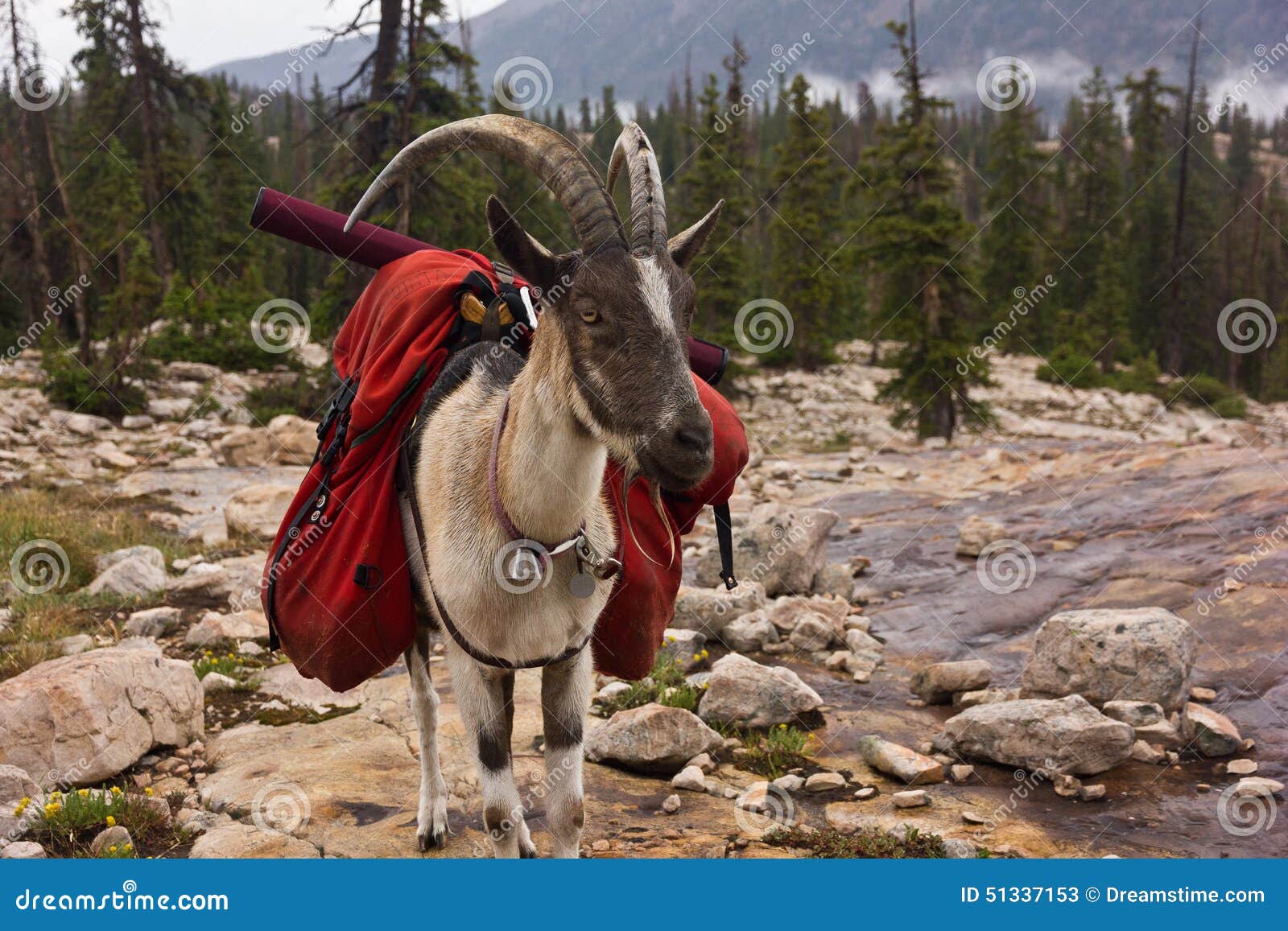 Pack Goat stock image. Image of agriculture, goat, mountains - 51337153