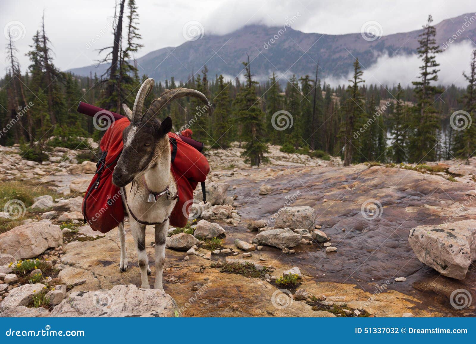 Pack Goat stock photo. Image of backpacking, pack, goat - 51337032