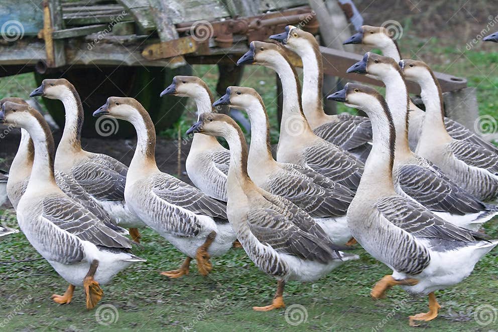 Pack of gooses stock image. Image of nature, medoc, farm - 5278405