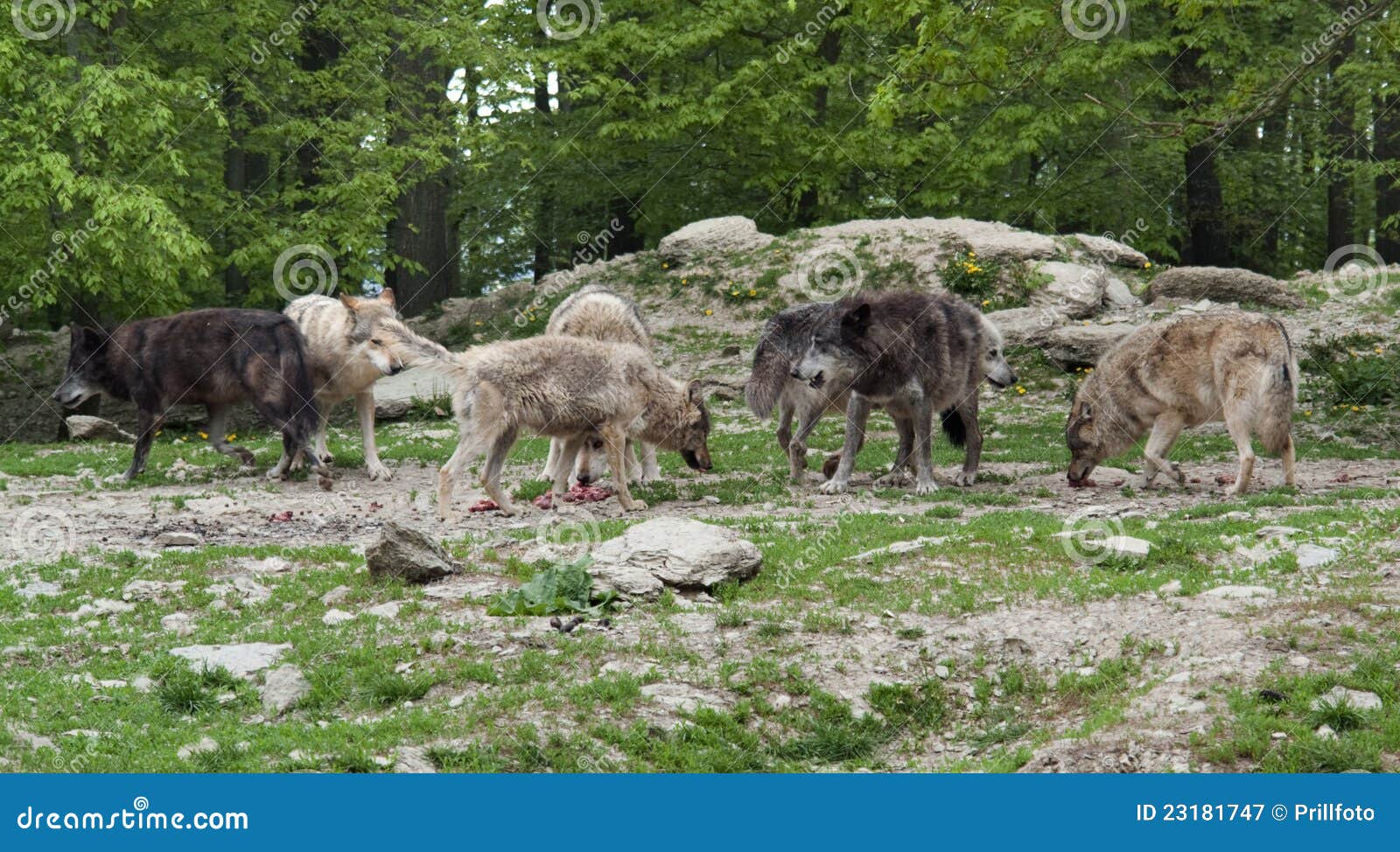 Pack of Gray Wolves Near Forest Edge Stock Image - Image of animal ...