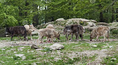 Pack of Gray Wolves Near Forest Edge Stock Image - Image of animal ...