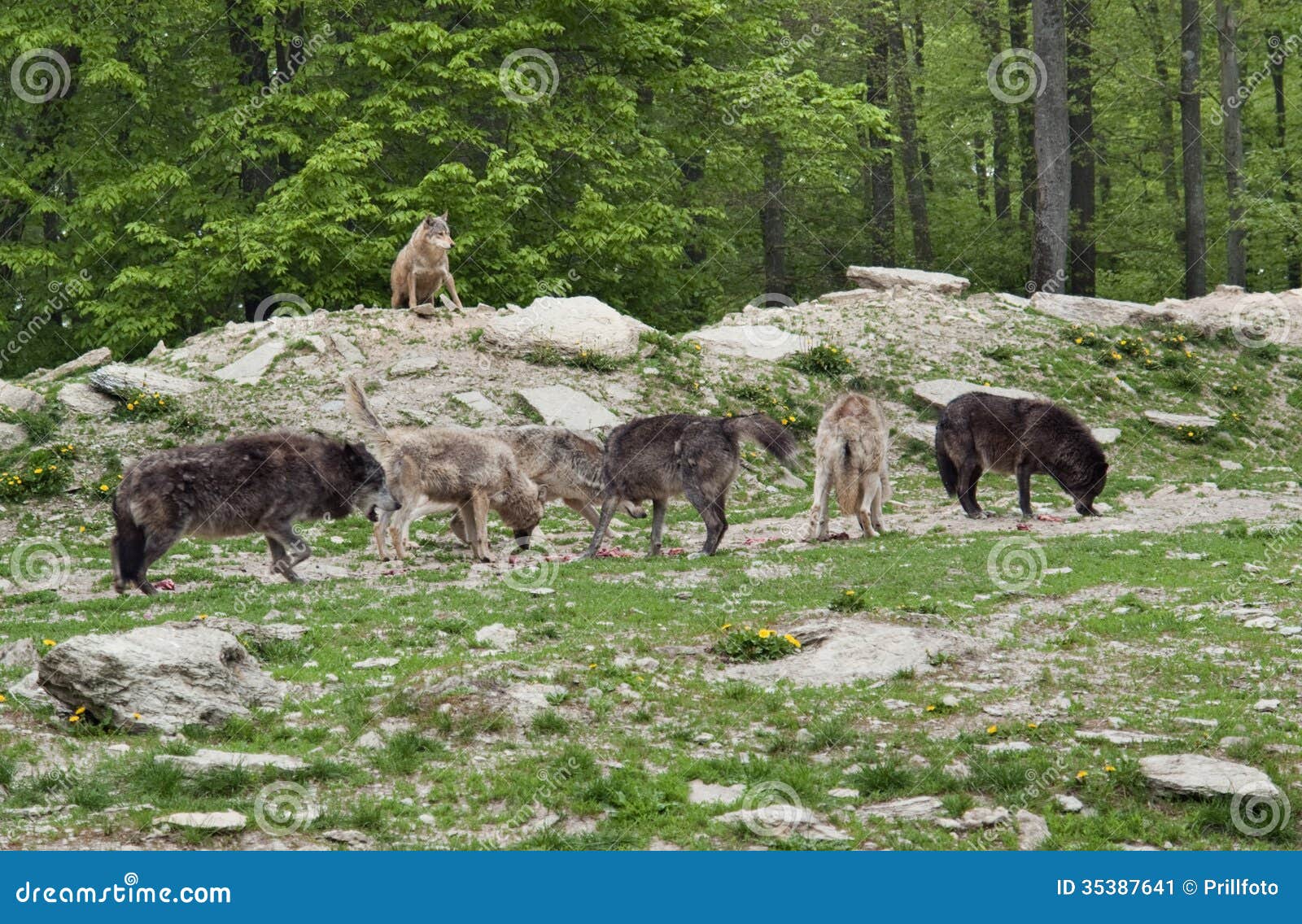 Pack of Gray Wolves stock image. Image of gray, countryside - 35387641