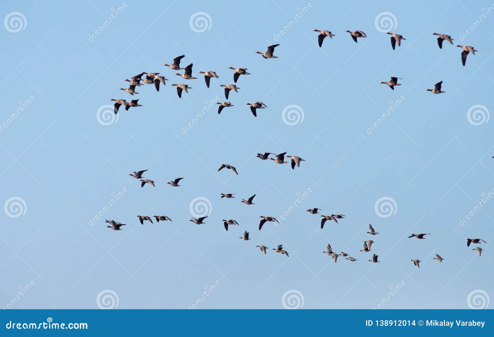 Pack of Greater White-fronted Geese Flying in Blue Sky Stock Photo ...