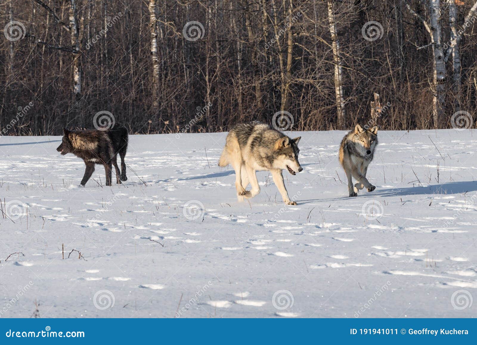 Pack of Grey Wolves Canis Lupus Move through Field Winter Stock Image ...