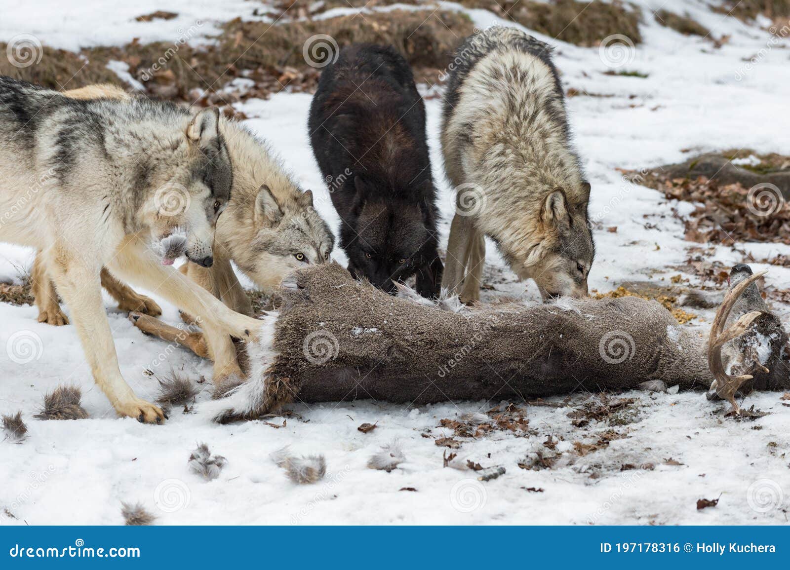 Pack of Grey Wolves Canis Lupus Pull and Feed at White-Tail Deer ...