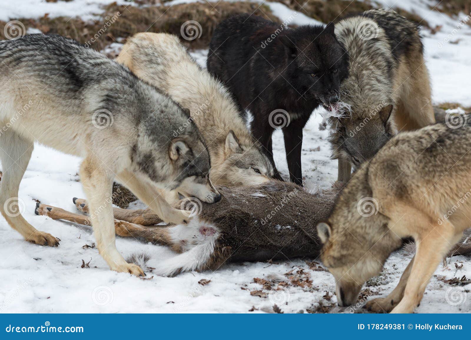 Pack of Grey Wolves Canis Lupus Pull Fur Off White-Tail Deer Carcass ...