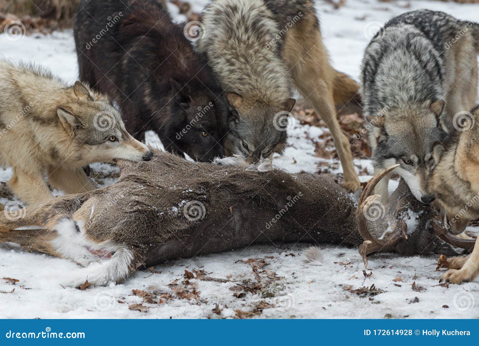Pack of Grey Wolves Canis Lupus Pull at White-Tail Deer Carcass Winter ...