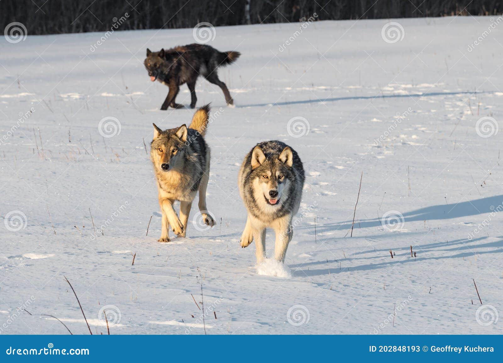 Pack of Grey Wolves Canis Lupus Run Forward through Snowy Field Winter ...