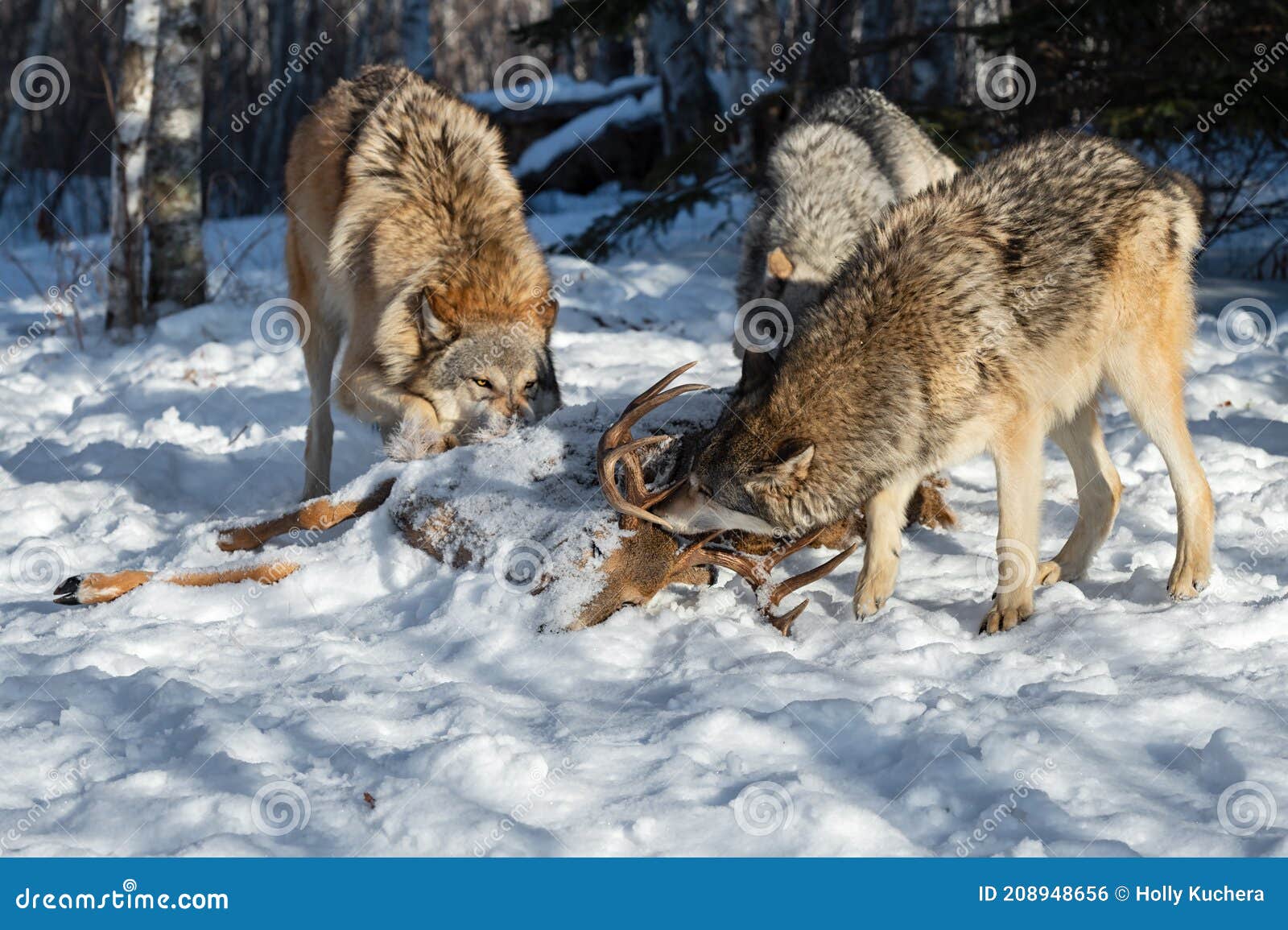 Pack of Grey Wolves (Canis Lupus) Tear into White-Tail Deer Carcass ...
