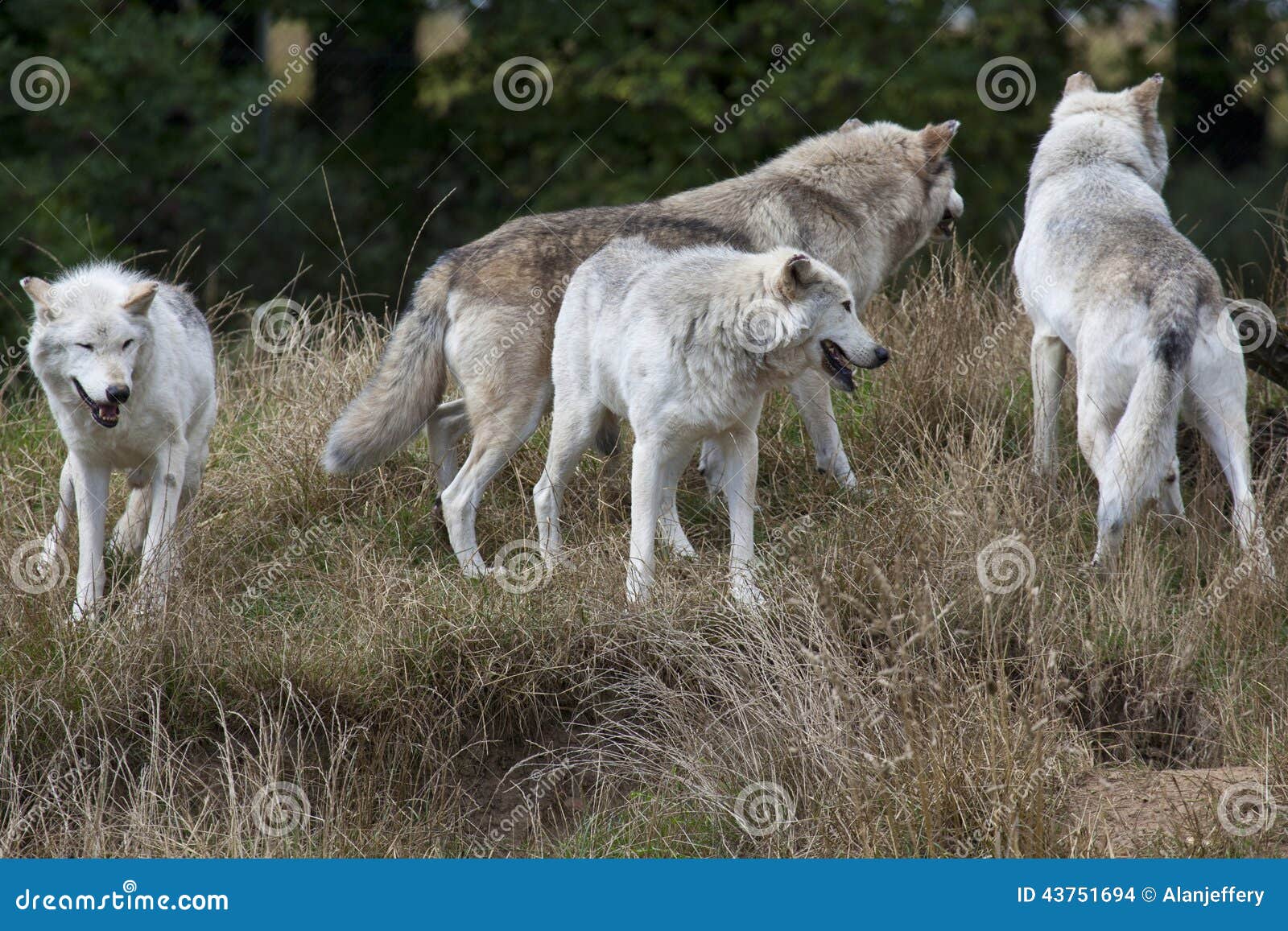 Pack of Grey Wolves stock photo. Image of carnivorous - 43751694