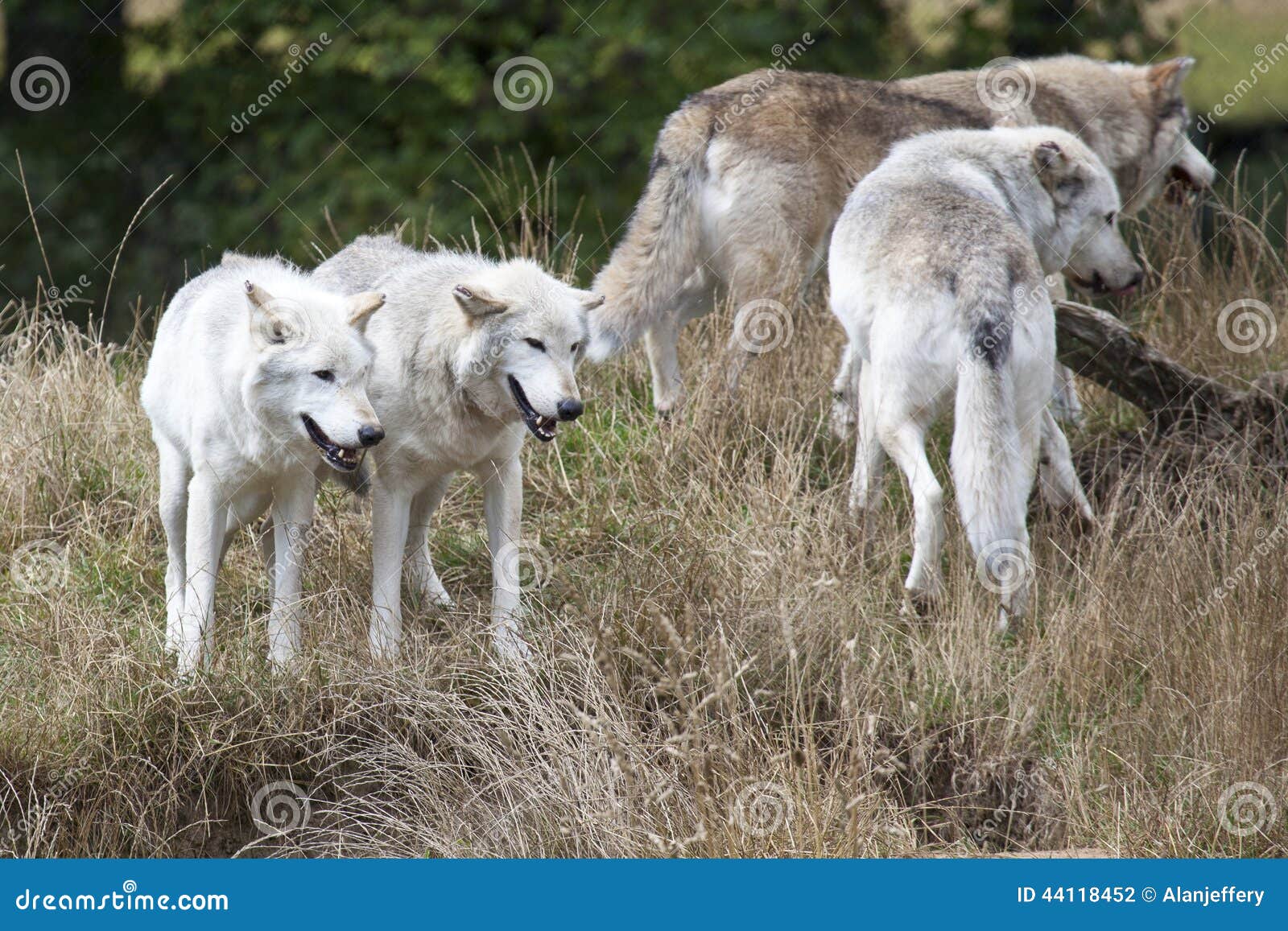 Pack of Grey Wolves stock photo. Image of canine, fauna - 44118452