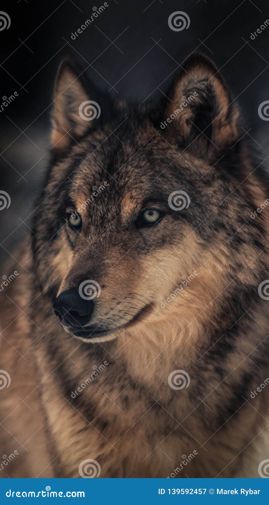 Hierran Wolfdog Wags Its Tail