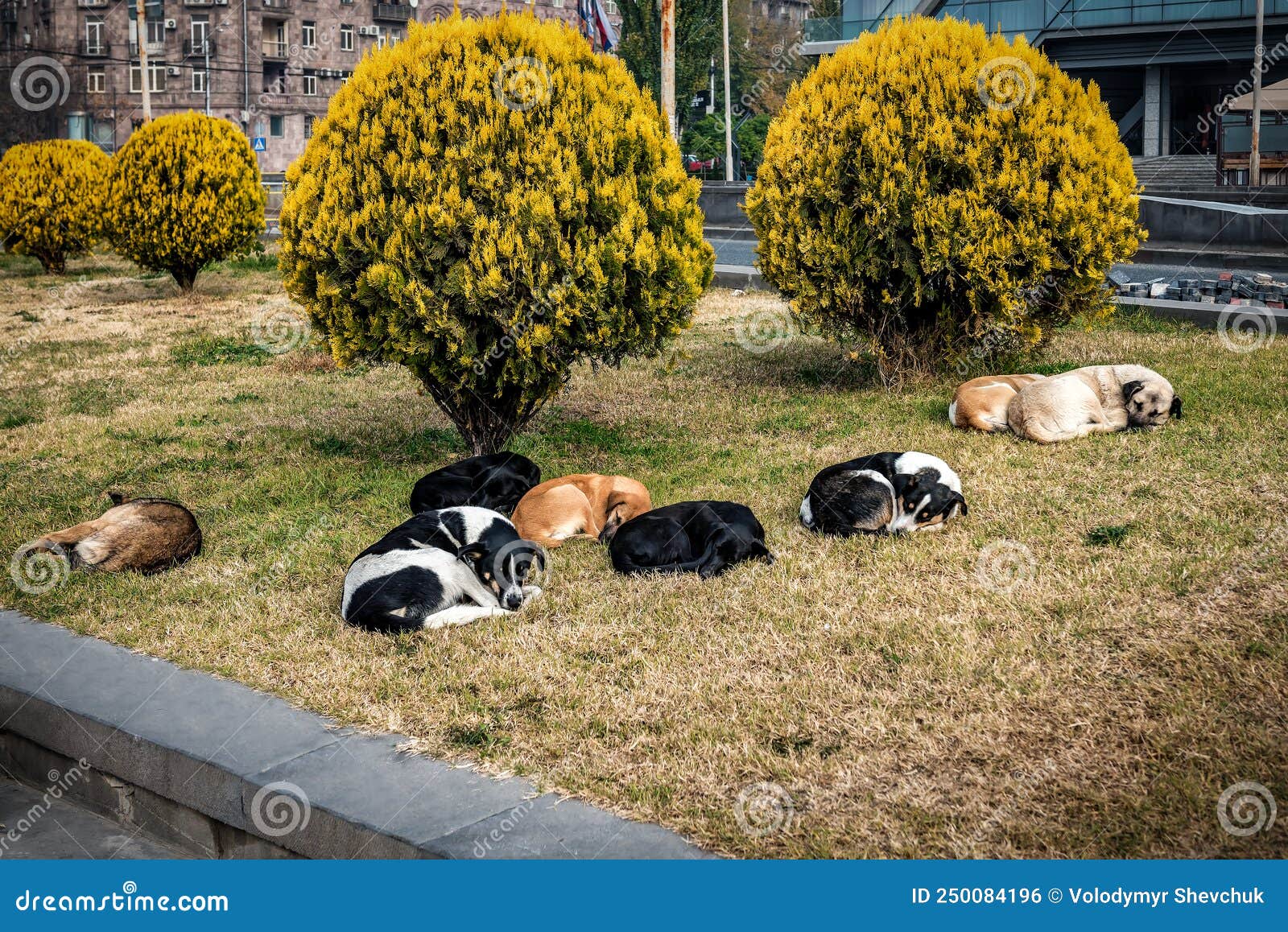A Pack Of Stray Dogs Wandering On The Way Royalty-Free Stock Photo ...