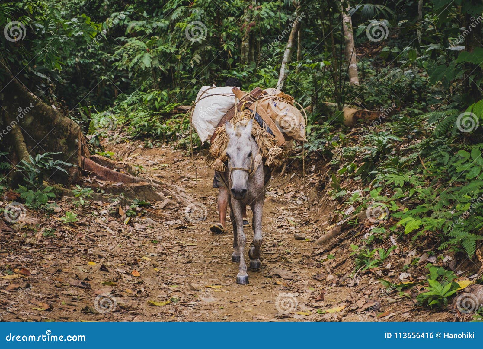 Horse Carrying Load On Its Back Stock Photo | CartoonDealer.com #131400768