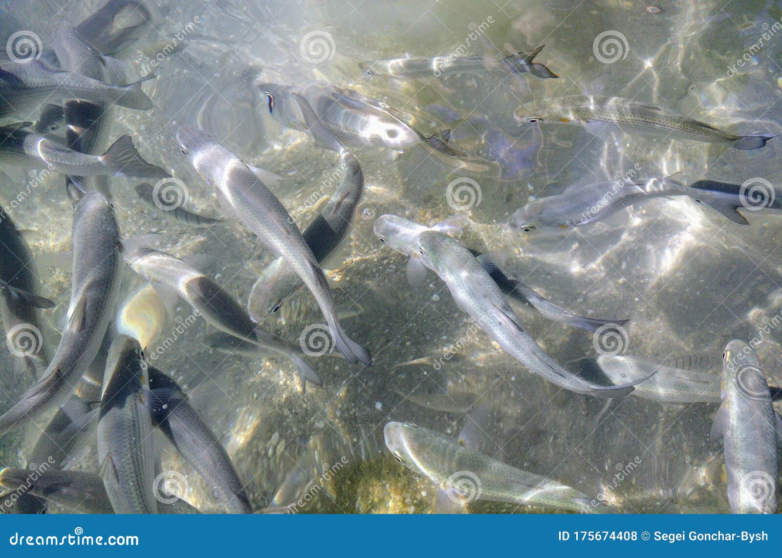 A pack of hungry fish stock photo. Image of pack, turkish - 175674408