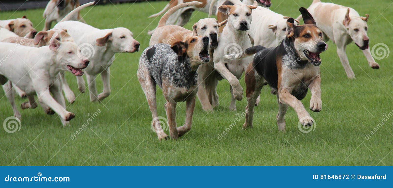 Pack of Hunting Hounds. stock photo. Image of rural, park - 81646872