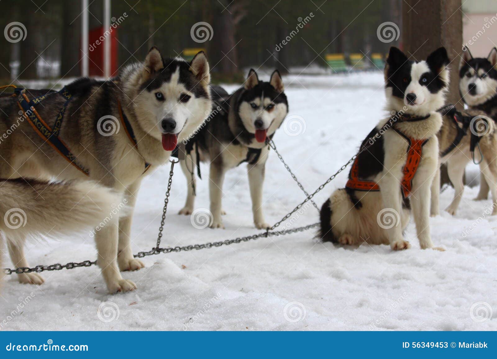A Pack of Huskies in Harness. Stock Image - Image of obedient, kind ...
