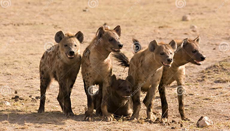 Pack of hyenas stock image. Image of nature, mane, huddle - 7389097