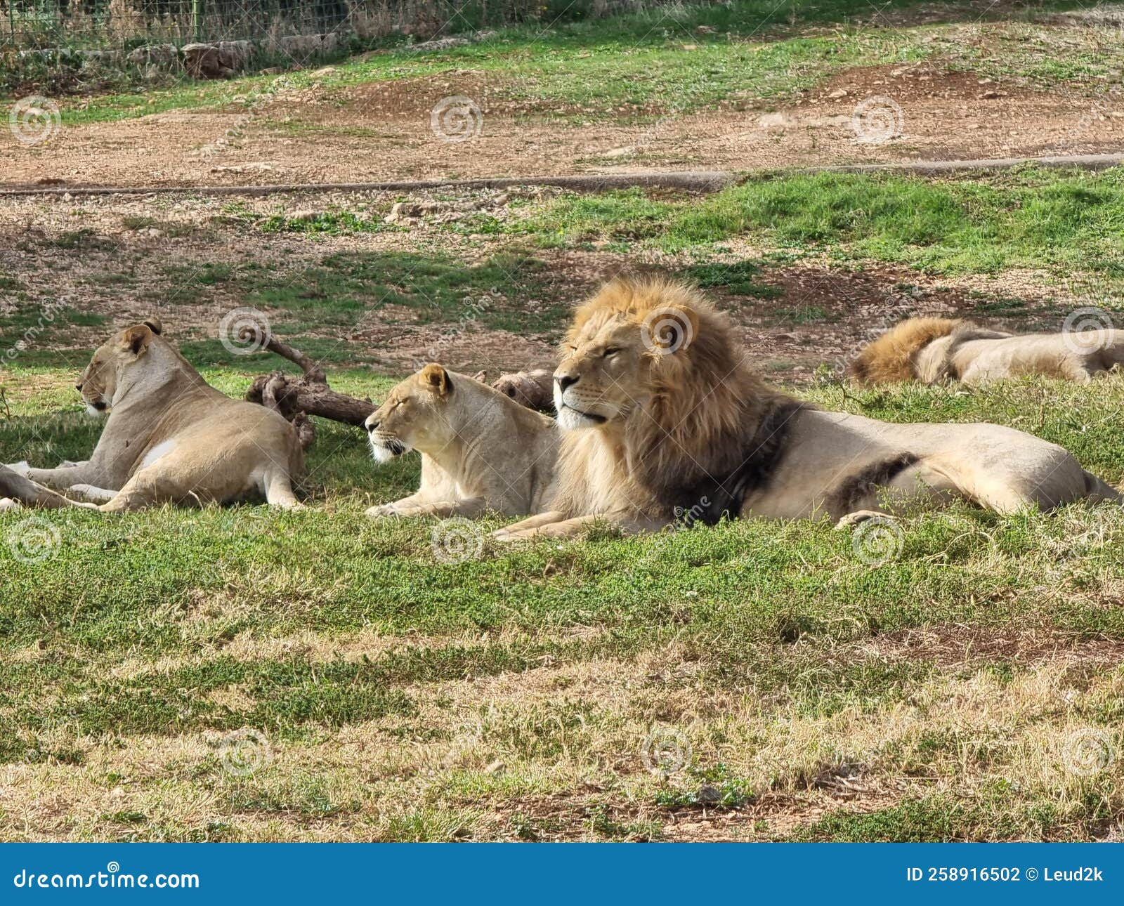 Pack of lions stock photo. Image of rest, animals, resting - 258916502