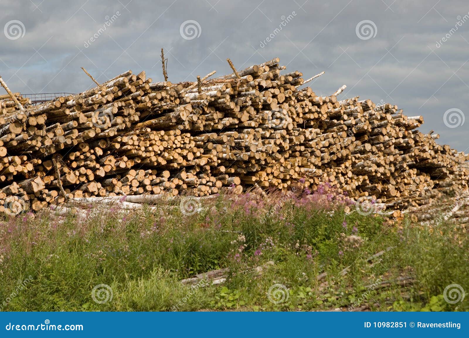 Pack of logs stock image. Image of stump, bundle, pile - 10982851