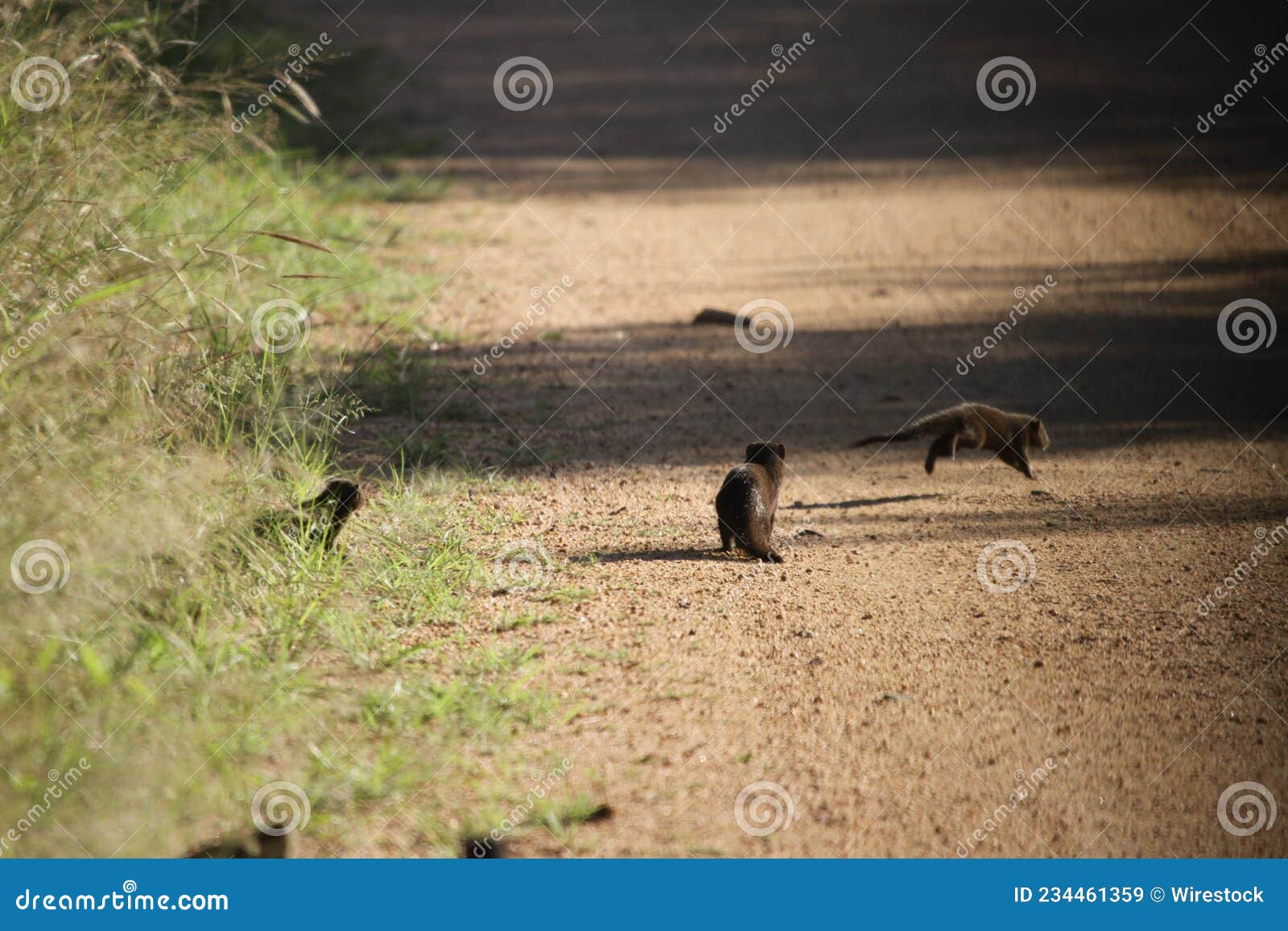 Pack of Mongoose in the Wild Stock Image - Image of small, closeup ...