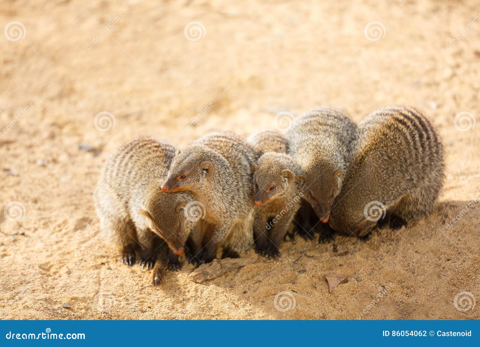 Pack of mongooses stock photo. Image of grey, wildlife - 86054062