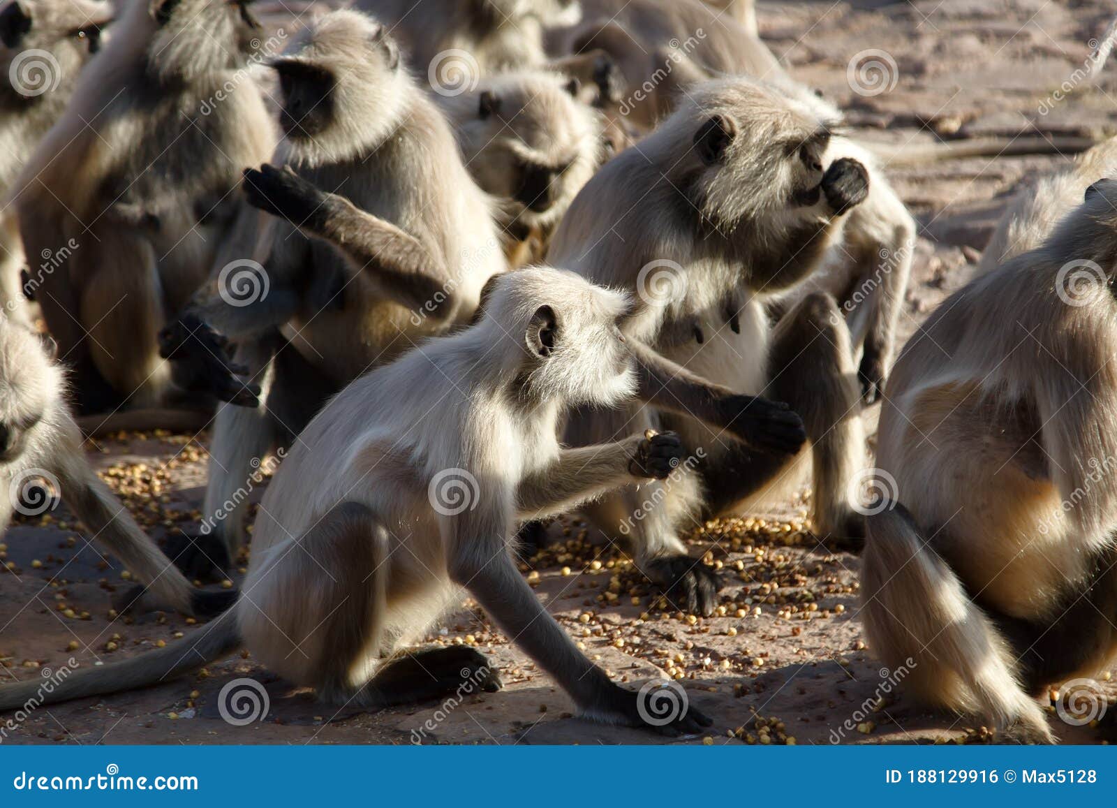 Pack of Monkeys Langurs Actively Feeds on Scattered Nuts Stock Photo ...