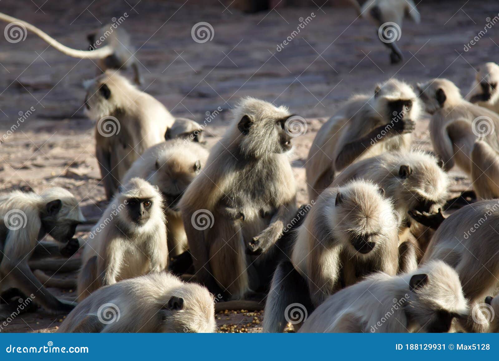 Pack of Monkeys Langurs Actively Feeds on Scattered Nuts Stock Image ...