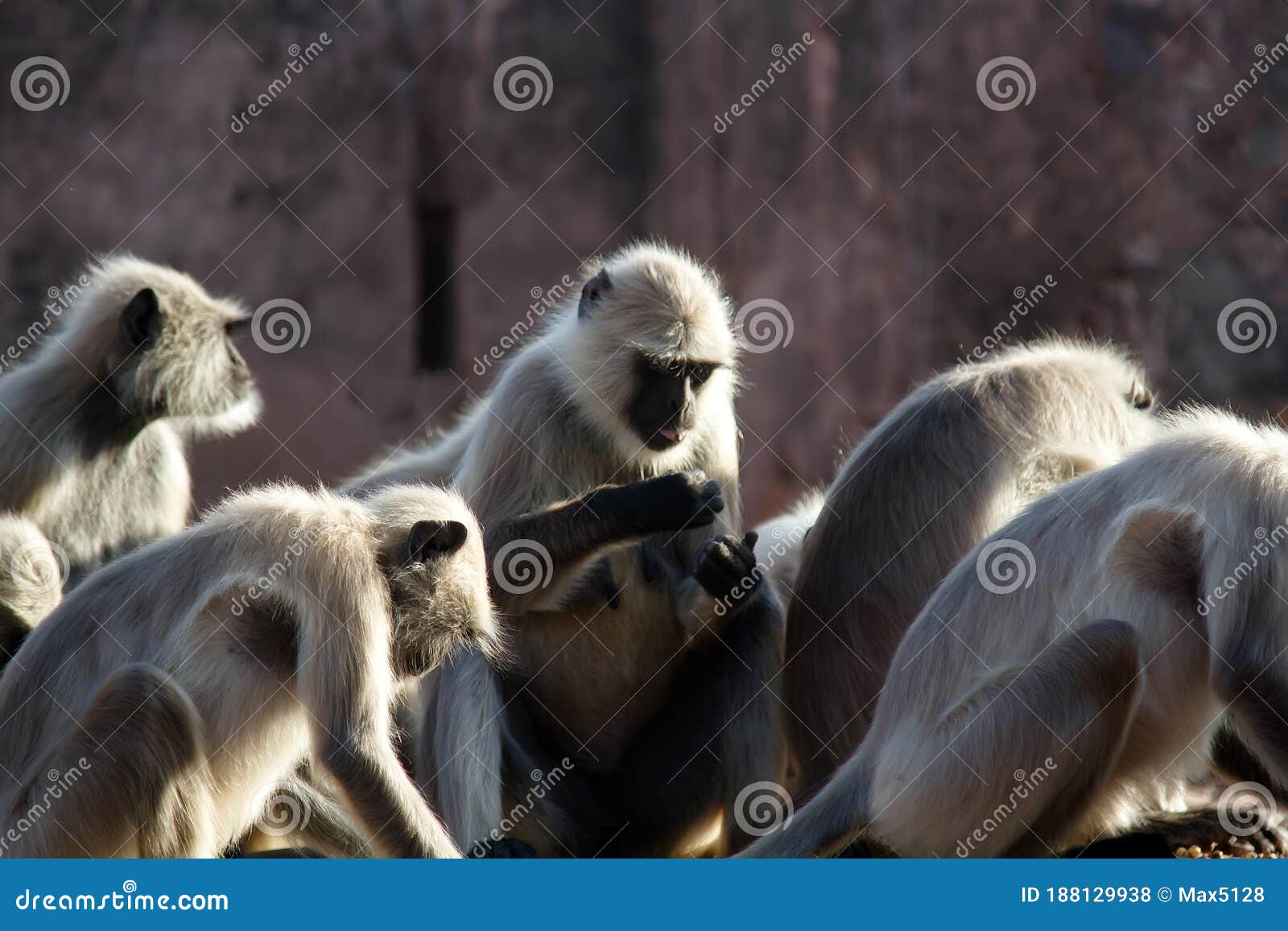 Pack Of Monkeys In Swayambhunath Complex In Kathmandu Royalty-Free ...