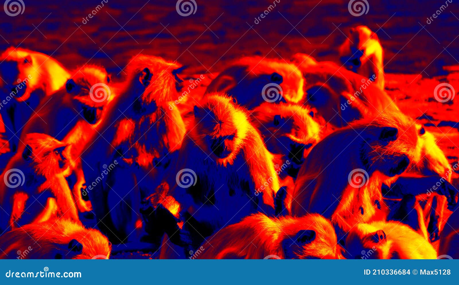 Pack of Monkeys Langurs in Flight in Scientific High-tech Thermal ...