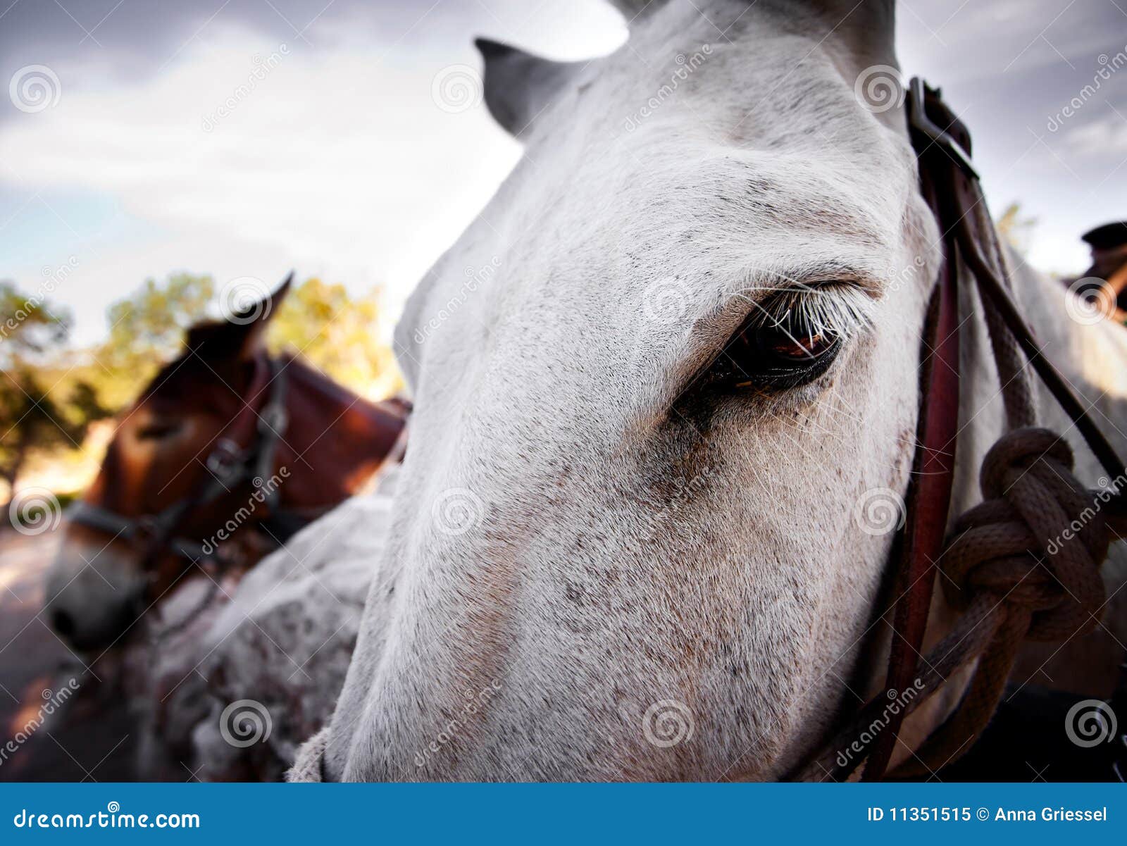Pack Mule stock image. Image of animal, closeup, pack - 11351515