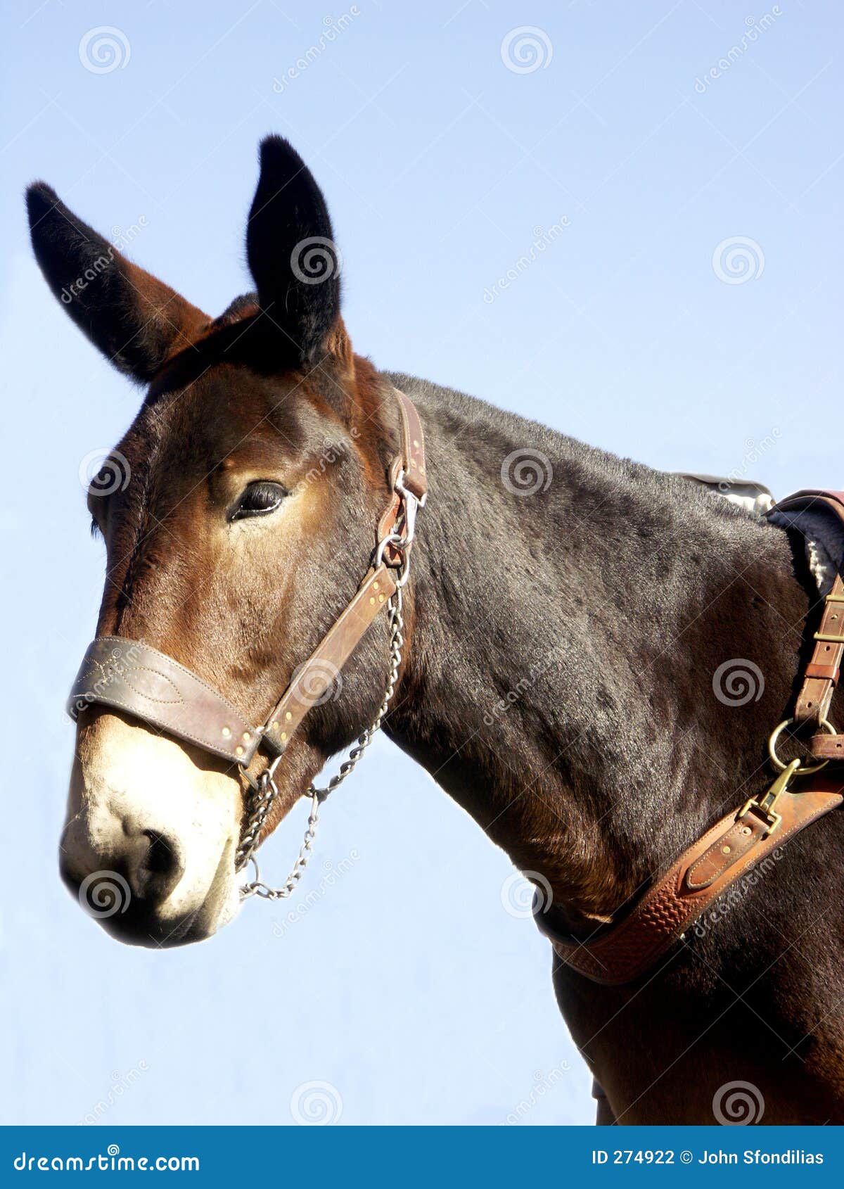 127 Donkey Mail Stock Photos - Free & Royalty-Free Stock Photos from ...