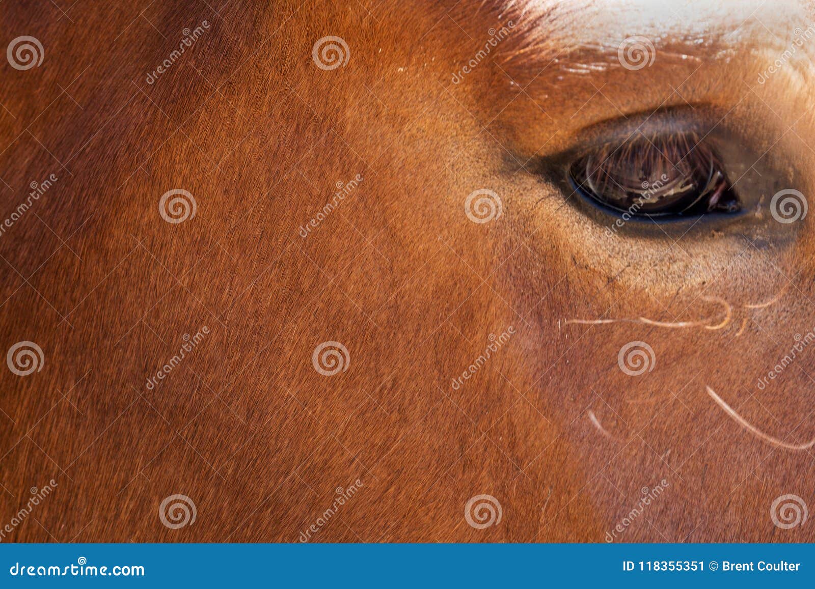 Pack Mule Face stock image. Image of animal, gaze, mammal - 118355351
